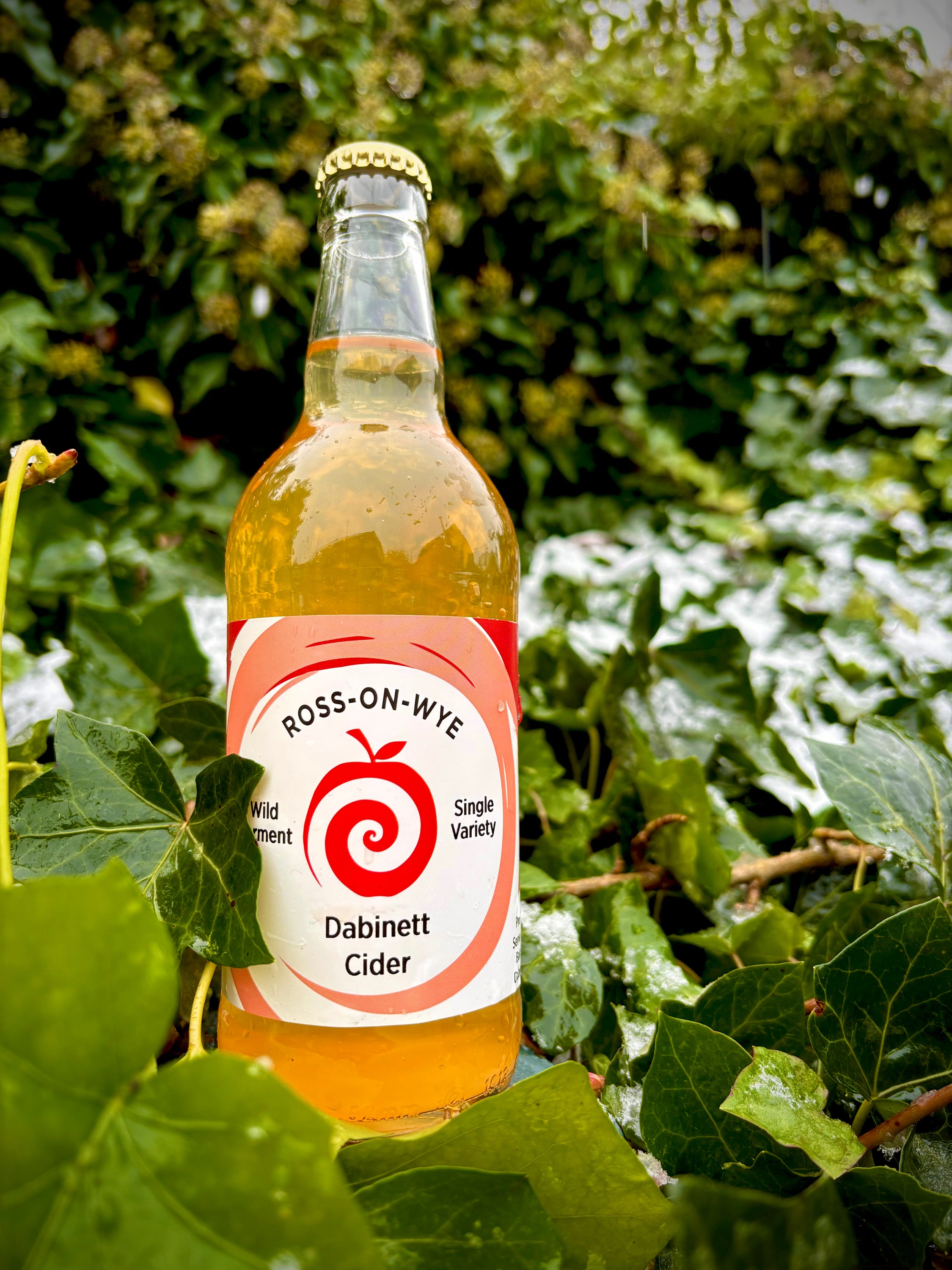 Dabinett S.V. Cider - 6.8% - 50cl | Ross-on-Wye Cider & Perry Co. Ltd.