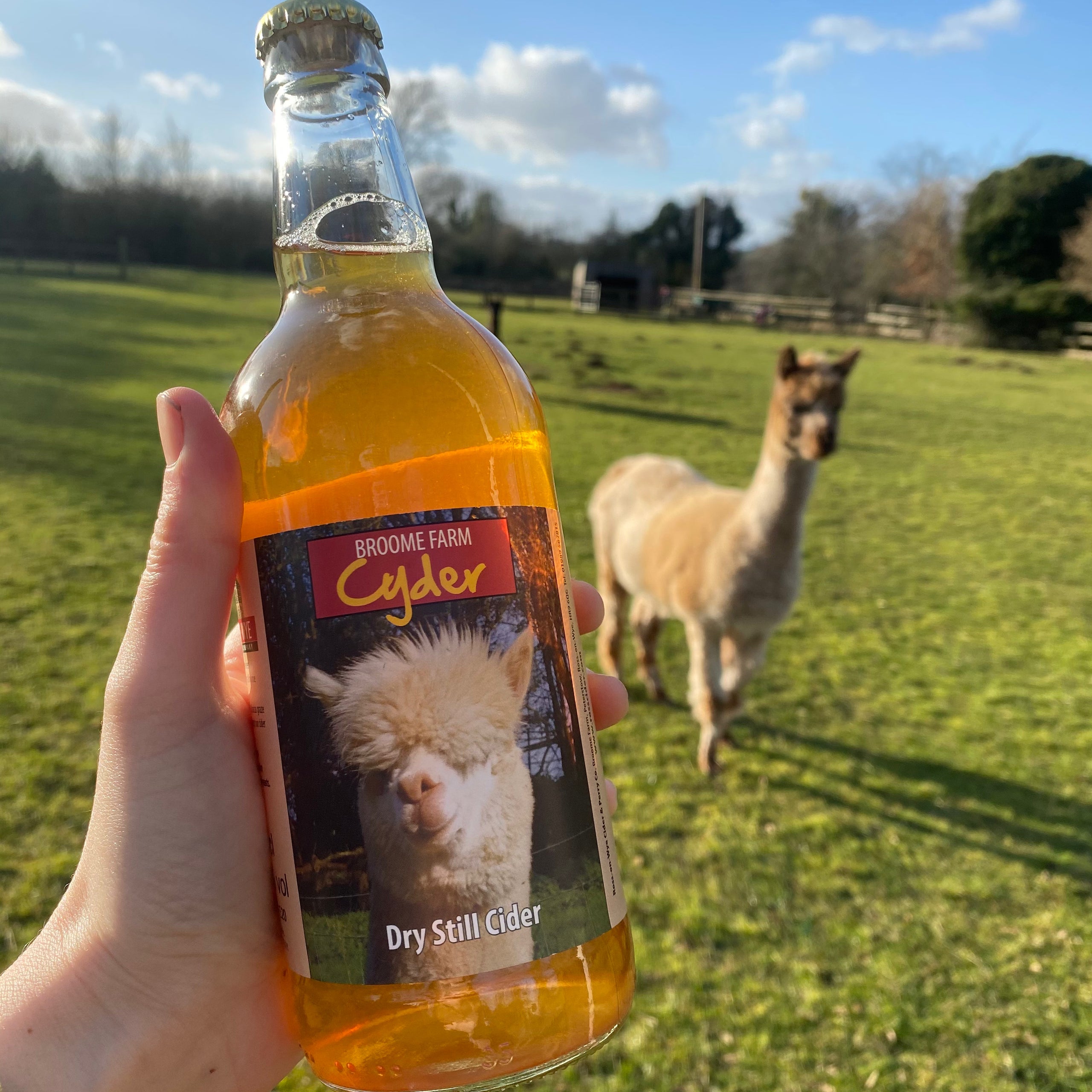 Cyder Dry Still Cider - 6.0% - 50cl | Ross-on-Wye Cider & Perry Co. Ltd.